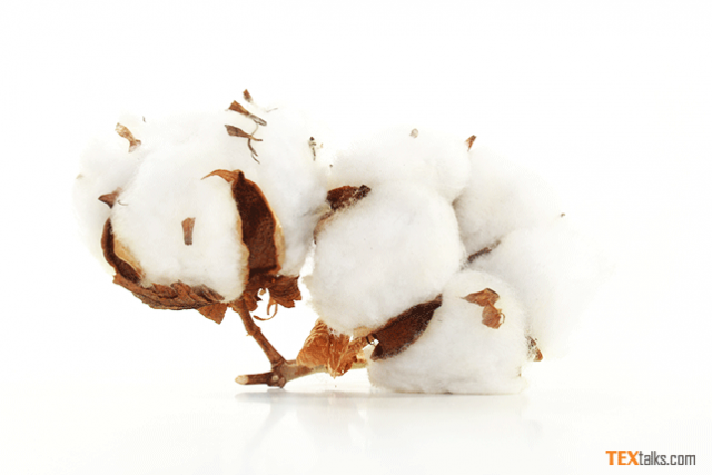 Scientists keen to do field trials of pest-resistant cotton variety ...