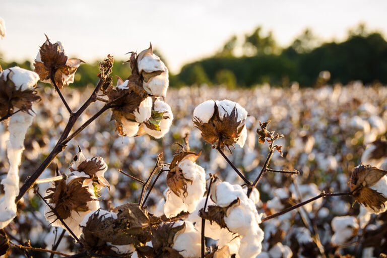 Global CY 2024/25 cotton production to rise by over 1.2 million bales ...