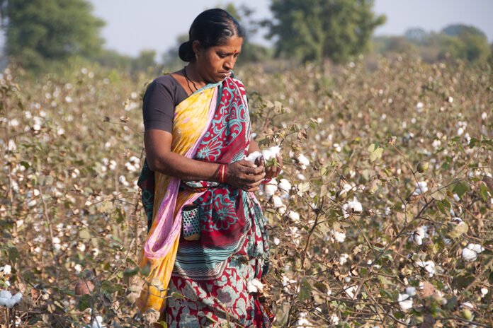 India’s cotton exports stall as farmers delay sales hoping for higher ...