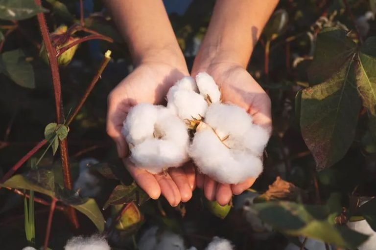 The global cotton balance sheet witnesses a dynamic dance of figures ...