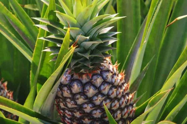 Pineapple leaf fiber production facility launched in Vietnam | TEXtalks ...