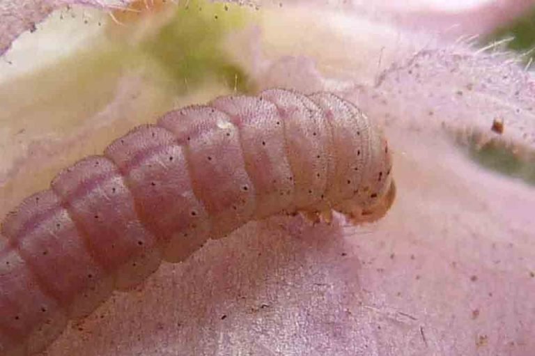 Pink Bollworm threat reported in Rajasthan | TEXtalks | let's talk ...
