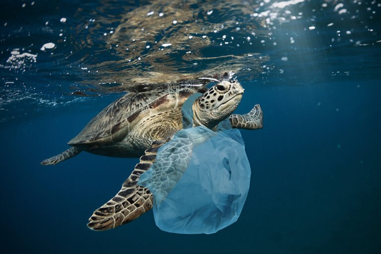 Exploring Plastic Pollution: Harnessing Cotton for a Cleaner Future ...