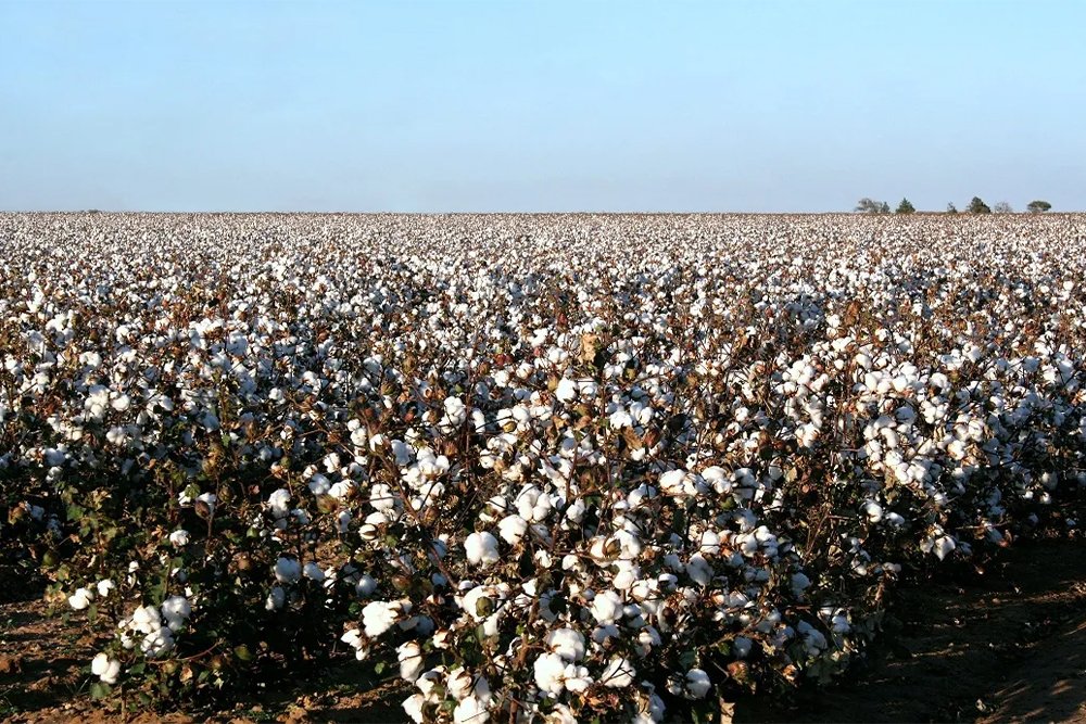 Tajikistan aims tenfold rise in textile exports by fully processing ...