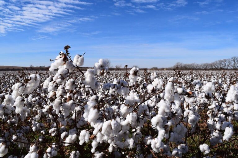 New study reveals key gene networks behind cotton fiber development ...